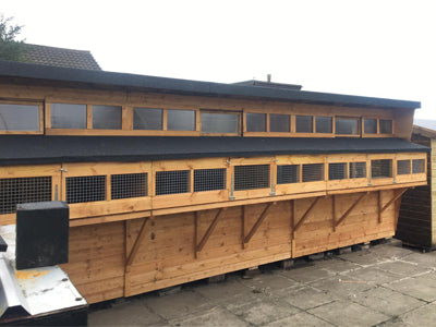 Regal Loft — Timber Kings